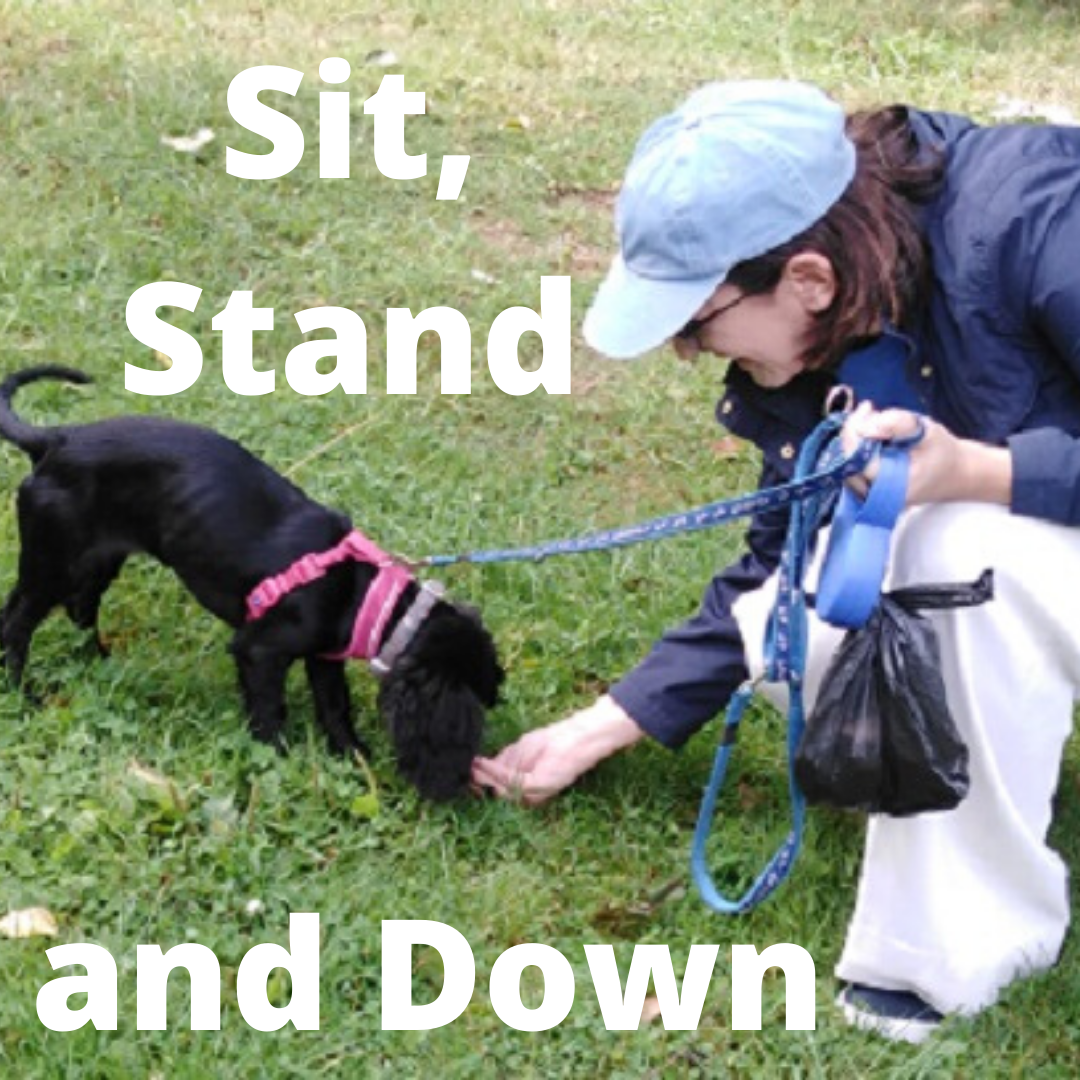 Sit, stand and down - hand signals - Dog Owner Training School